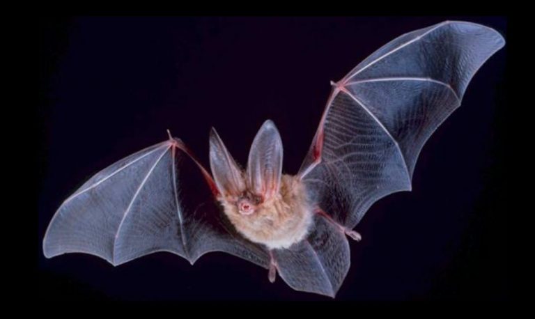 The Amazing Bat | Orlando Wildlife Removal | Family Owned and Operated